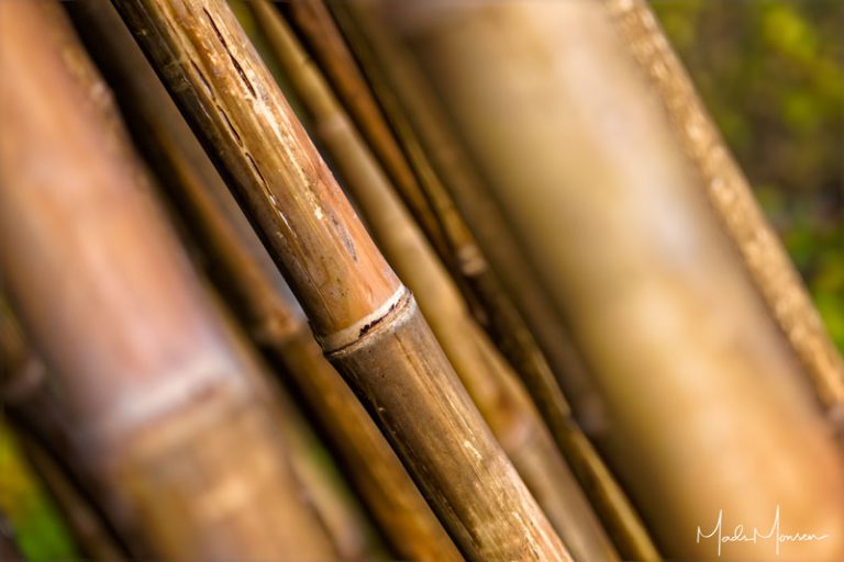 Visiting the Bamboo Master at his bamboo farm – Studio MadsMonsen